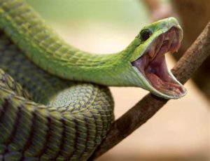 Snakes - Namibia App