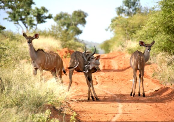 Gallery – Namibia App