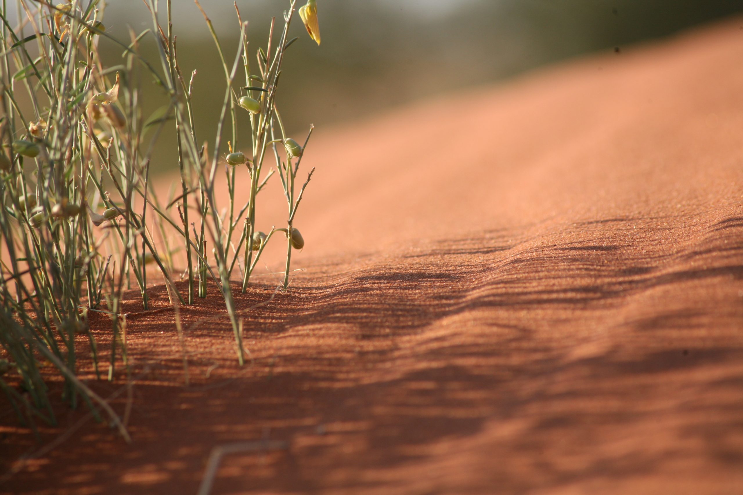 Gallery – Namibia App