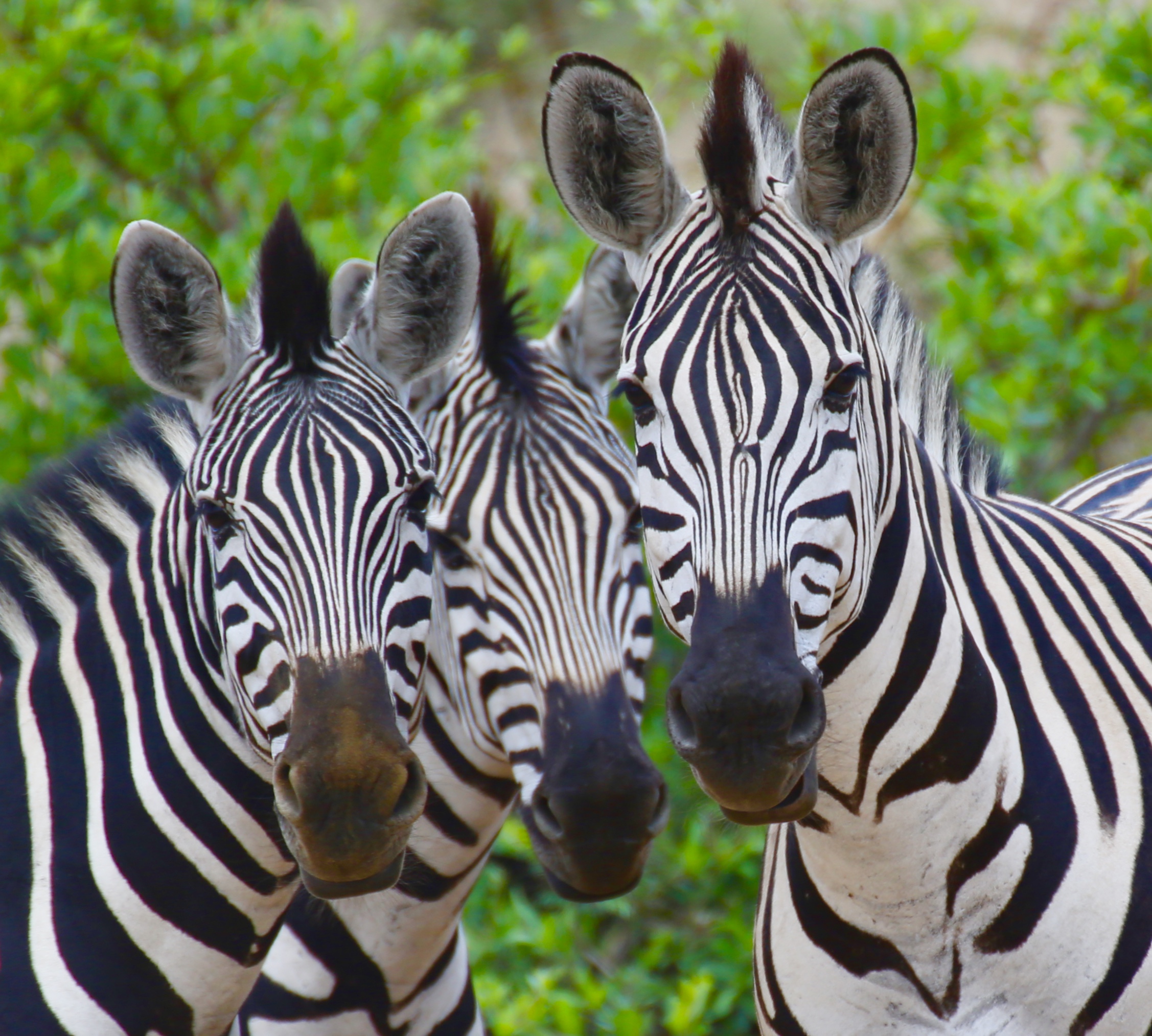 Travel Safety Tips - Namibia App