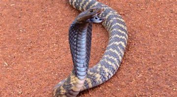 Snakes - Namibia App