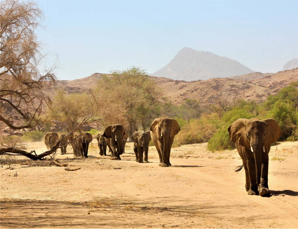 Madisa Camp - Namibia App